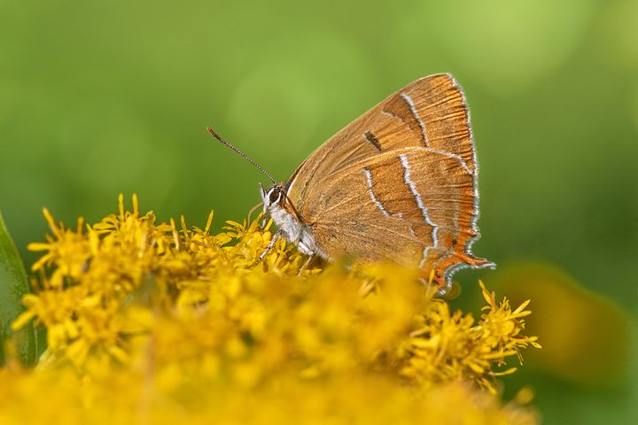 20,000+ Free Butterflies & Butterfly Images