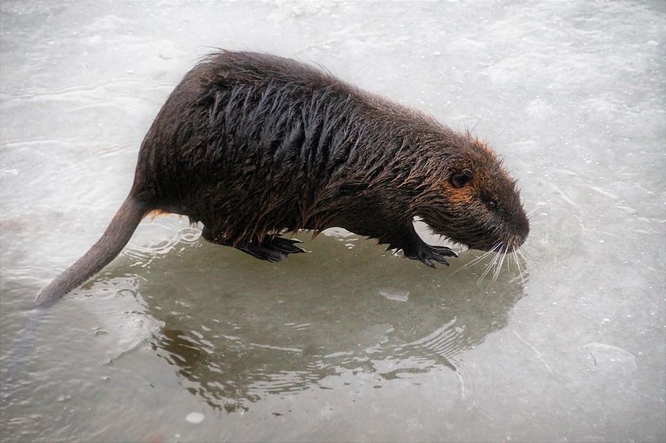 Animal Nutria Mamífero - Foto gratuita no Pixabay - Pixabay