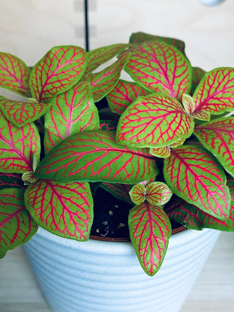 Planta Folhas Botânica - Foto gratuita no Pixabay - Pixabay