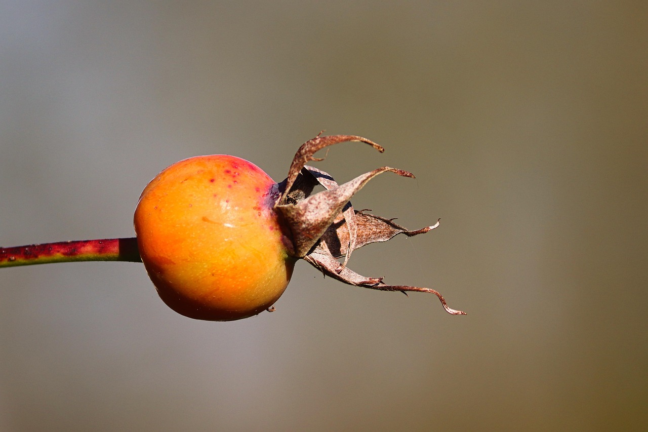 Rose Hip Shrub Fruit - Free photo on Pixabay