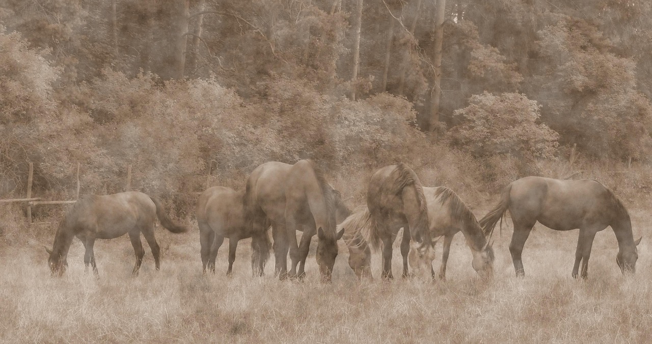 Horses Sepia Pasture - Free photo on Pixabay