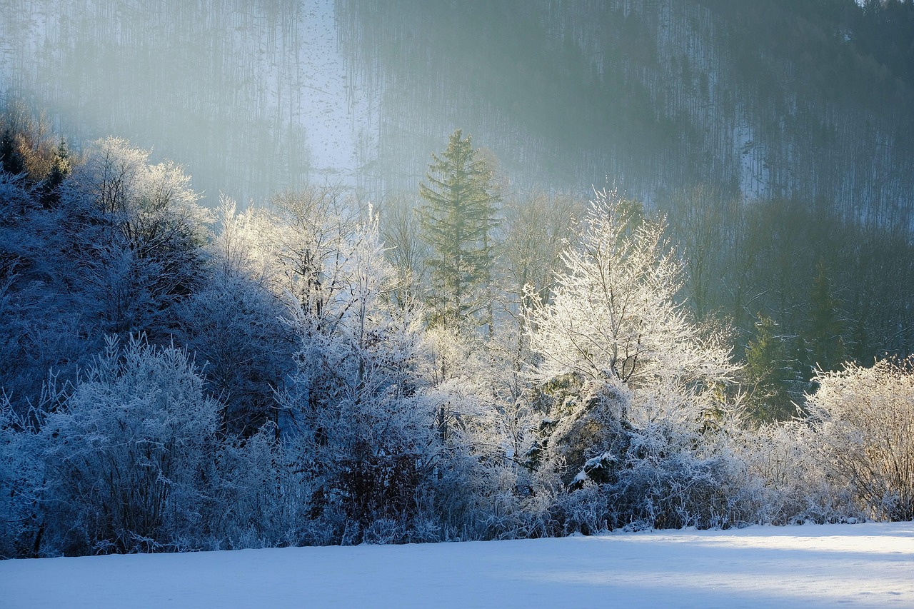 Bosque Nieve Naturaleza Catedrales Del Invierno» En España: