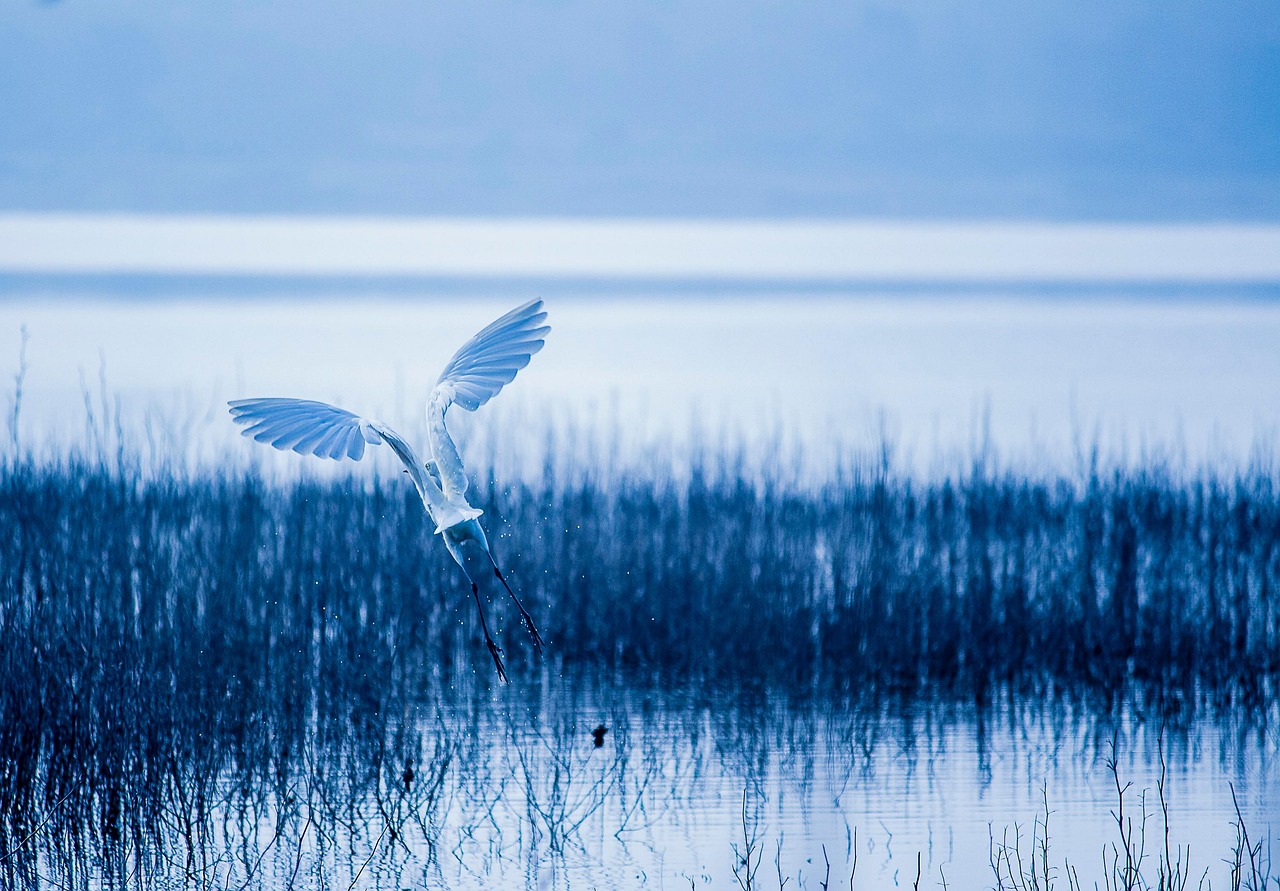 Fågel Egret Ornitologi Vilda Djur - Gratis foto på Pixabay - Pixabay