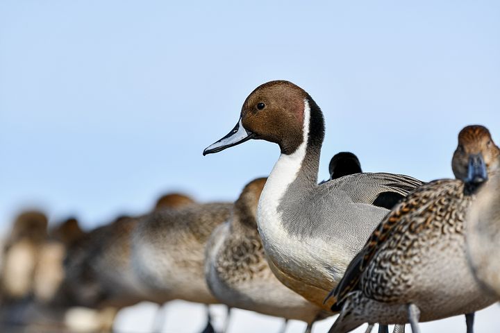 10+ Free Northern Pintail & Pintail Images - Pixabay