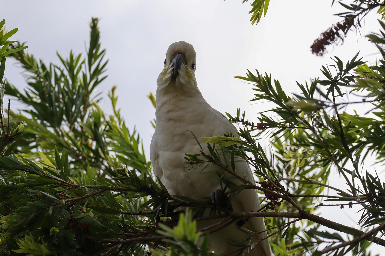 Bird Cockatoo Ornithology - Free photo on Pixabay - Pixabay