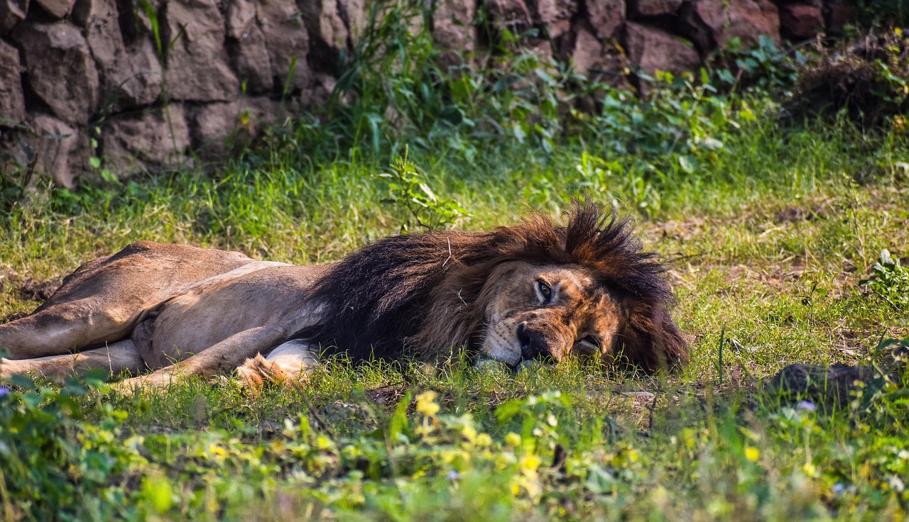 Animal León Mamífero Fauna - Foto gratis en Pixabay - Pixabay