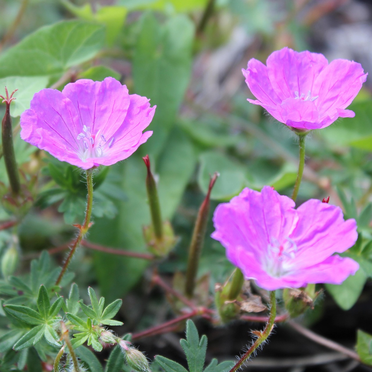 Geranium Bloemen Plantaardige - Gratis foto op Pixabay - Pixabay