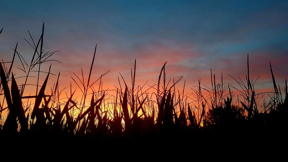 La Nature Champ Été Le Coucher Du - Photo gratuite sur Pixabay - Pixabay