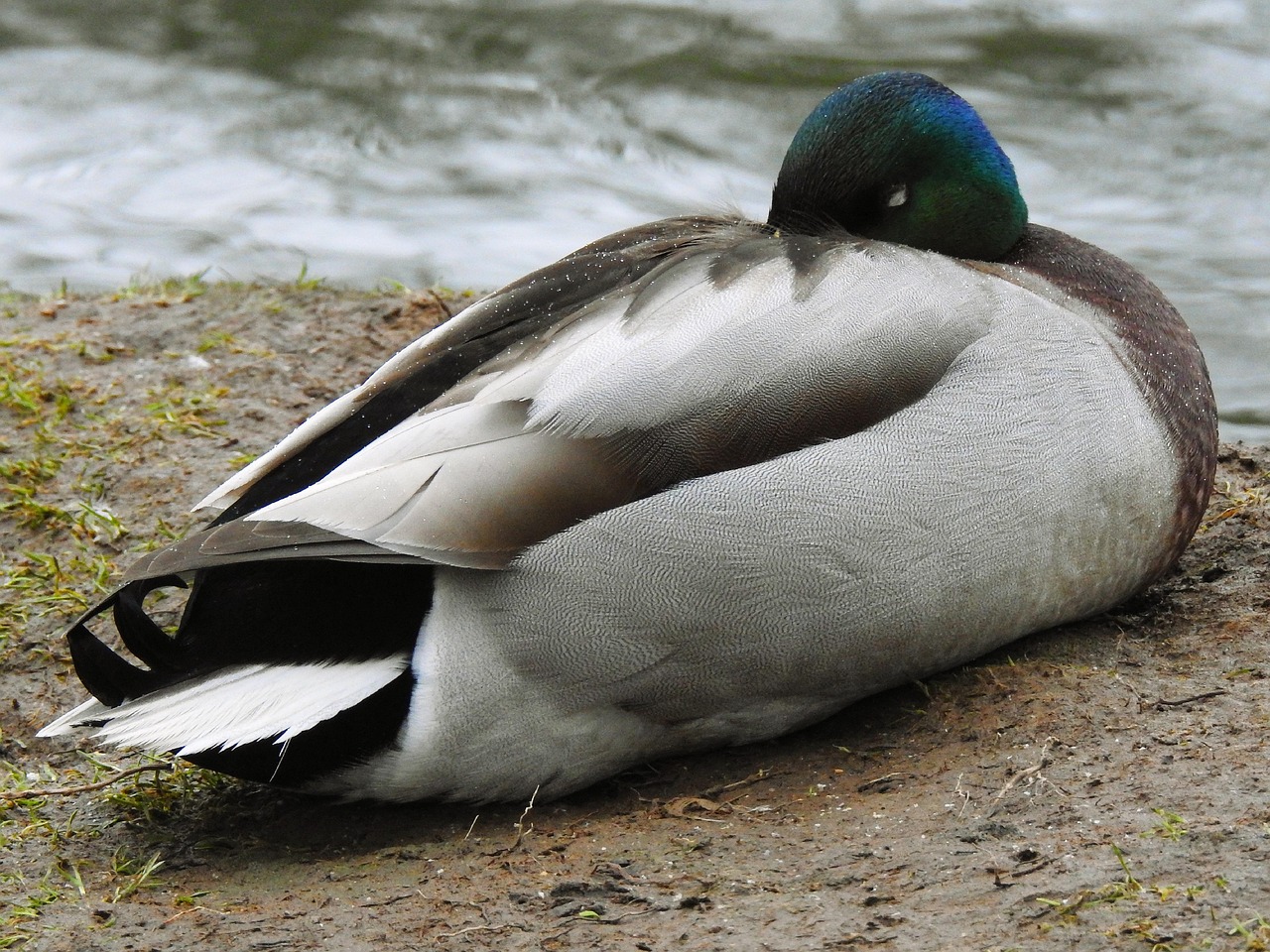 Mallard Duck Bird - Free photo on Pixabay - Pixabay