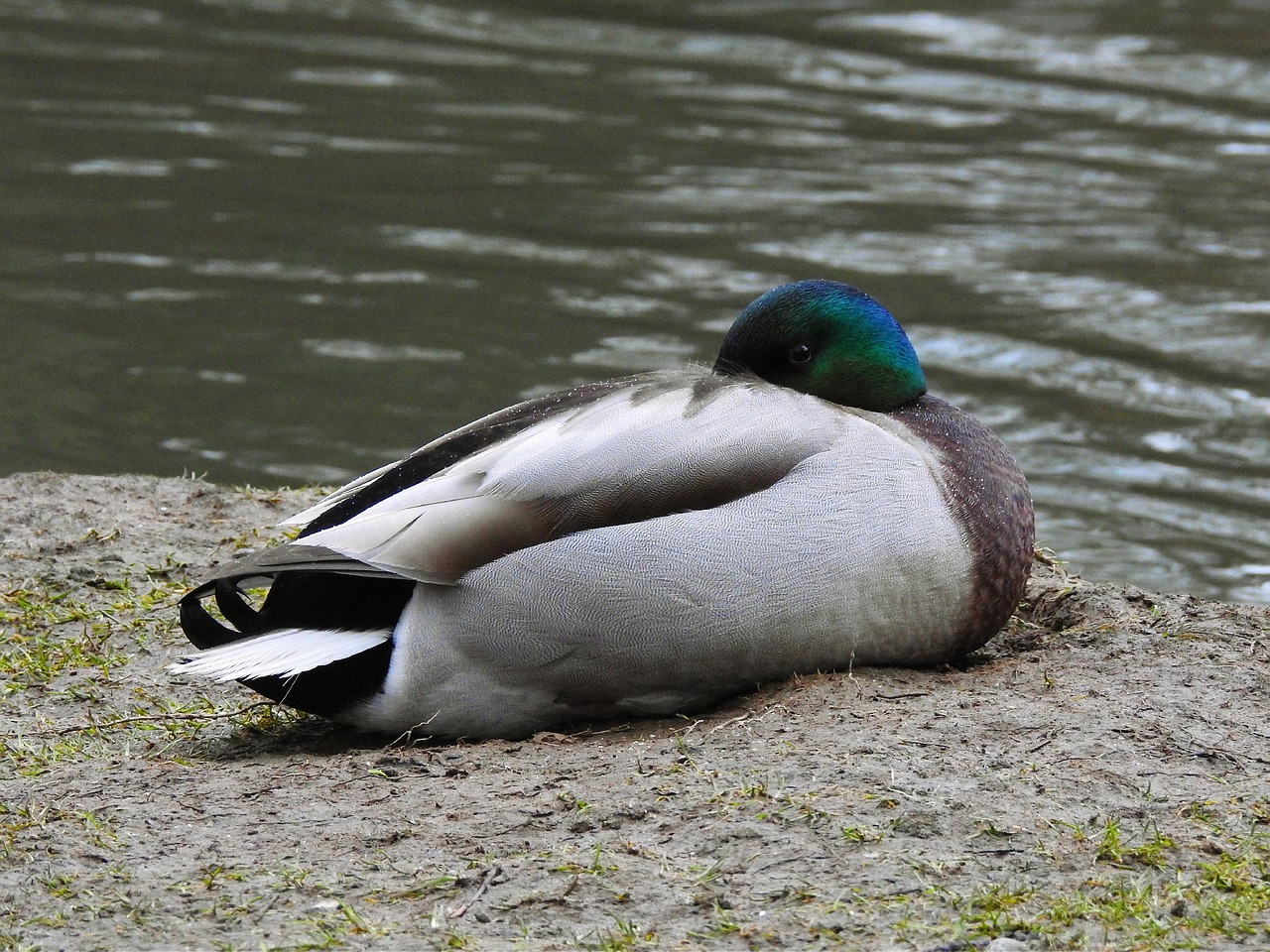 Colvert Canard Oiseau - Photo gratuite sur Pixabay - Pixabay