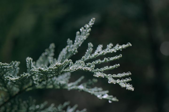 3,000+ Free Conifers & Forest Photos