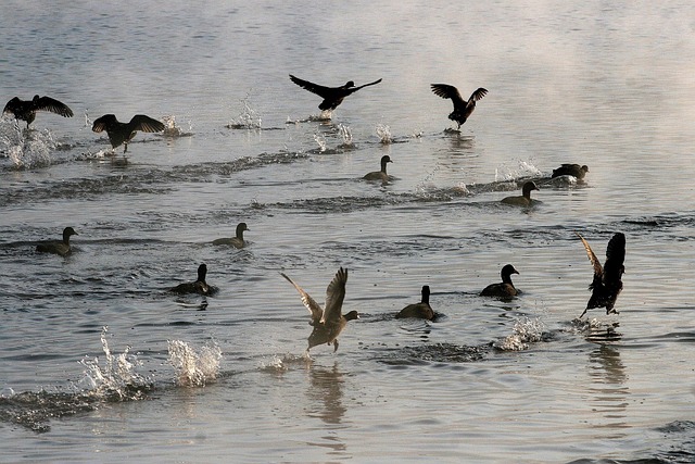 Des Oiseaux Lac - Photo gratuite sur Pixabay - Pixabay