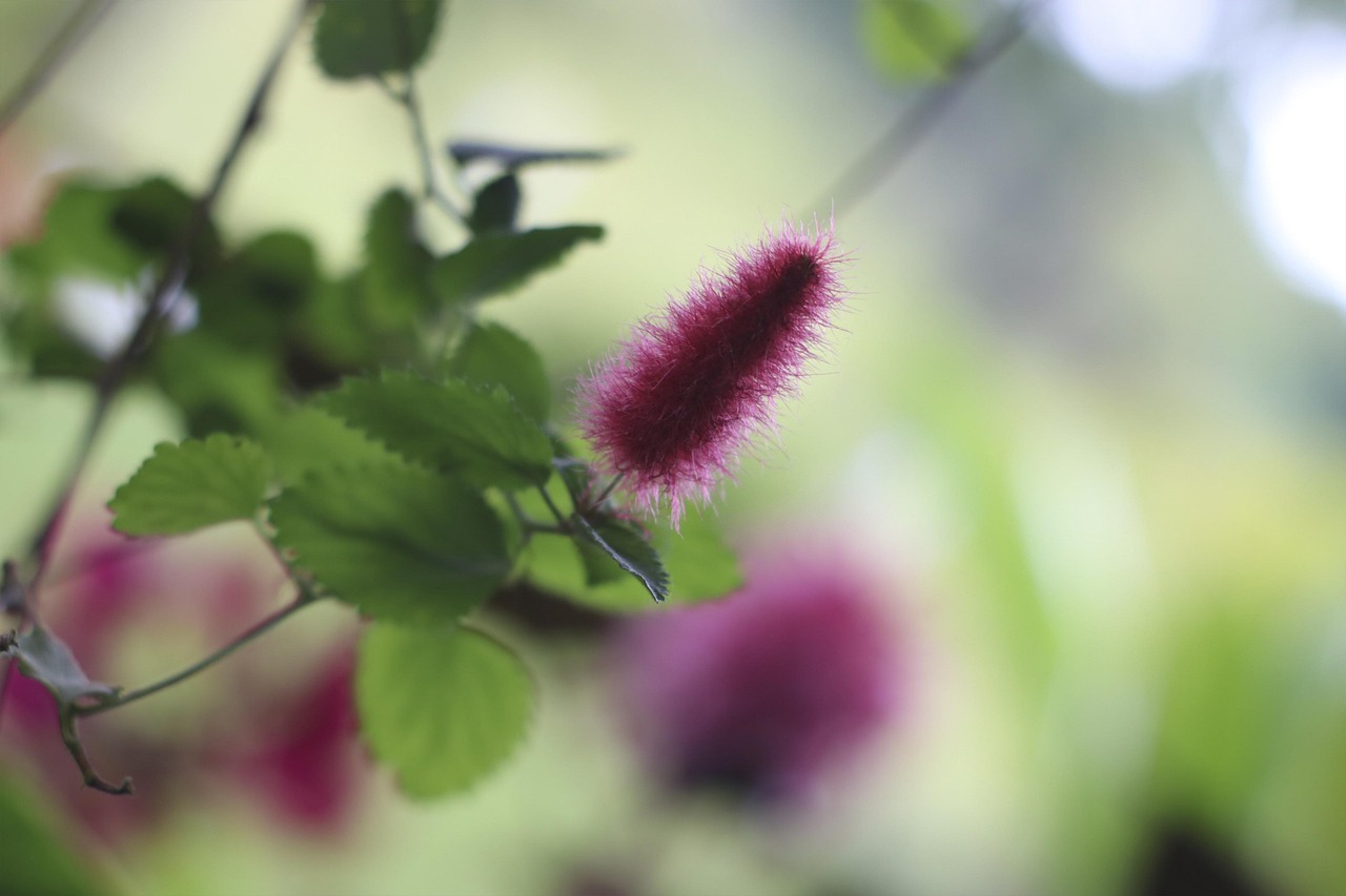 3,000+ Free Main Chenille & Frankfurt Images - Pixabay