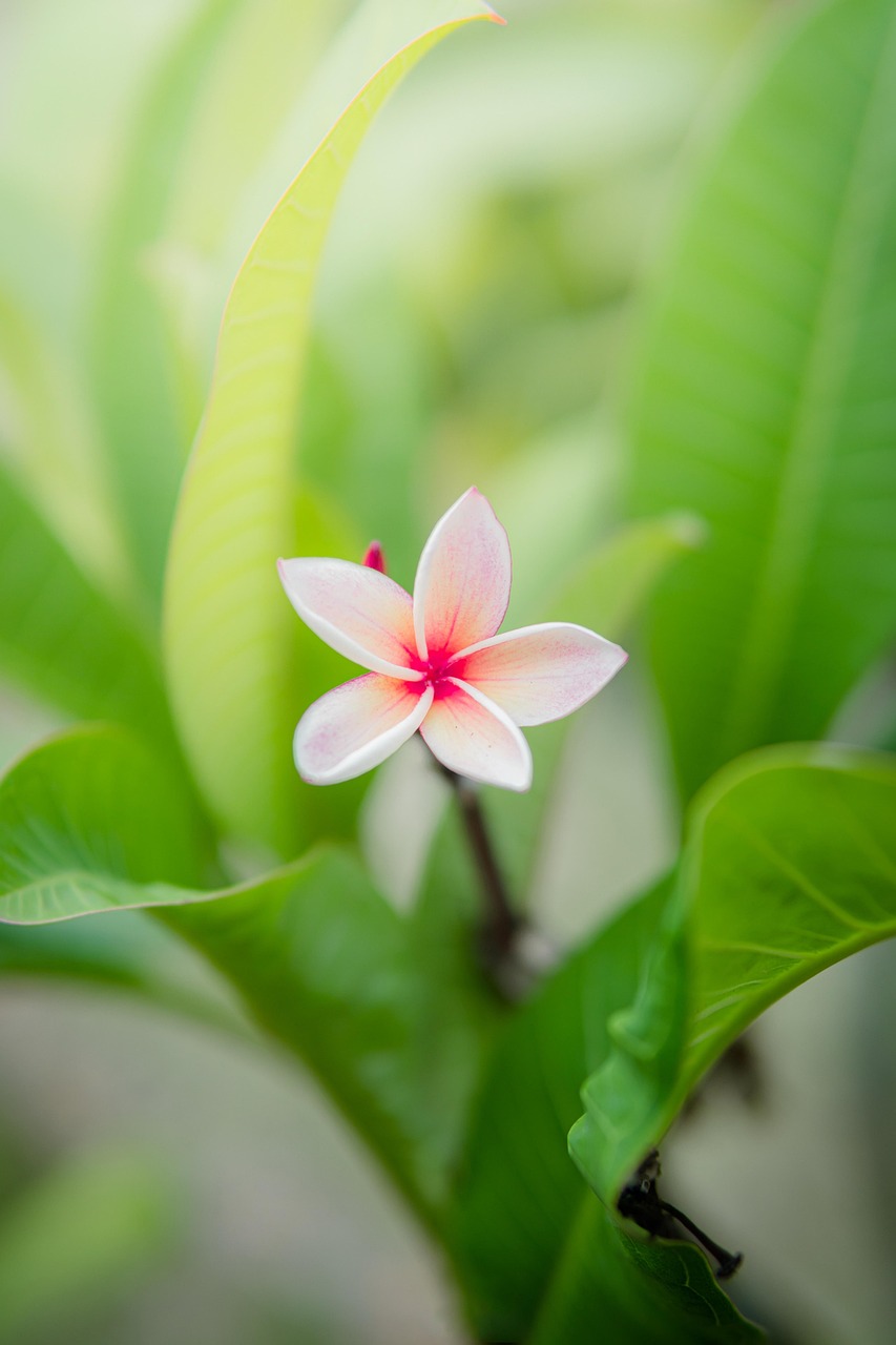 400,000+ Free Frangipani Flower & Frangipani Images - Pixabay