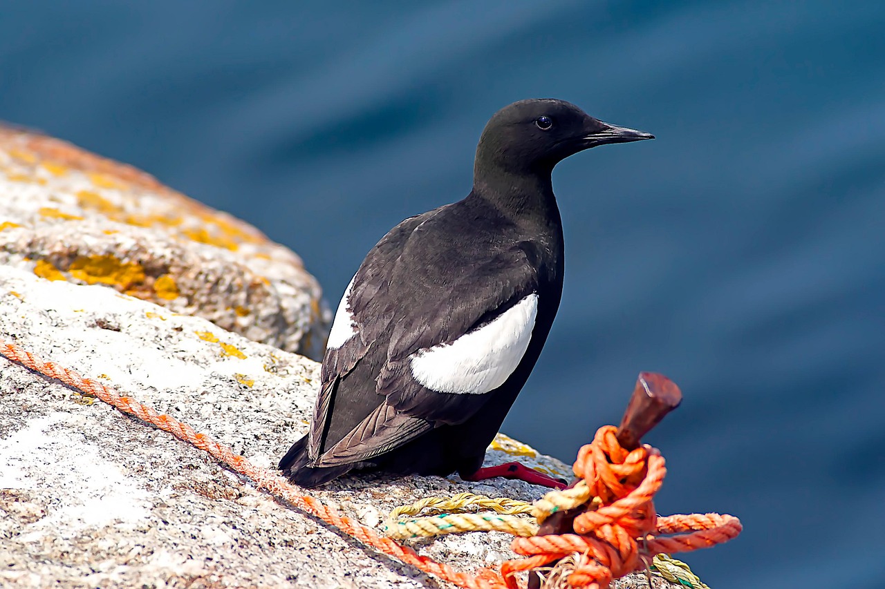 Black Guillemot Bird Animal - Free photo on Pixabay - Pixabay