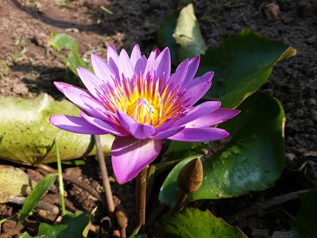 Lótus Azul Flor Planta Lírio - Foto gratuita no Pixabay - Pixabay