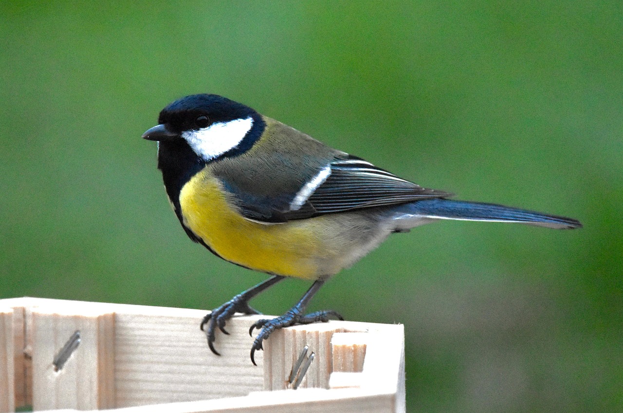 Tit Bird Fauna Free Photo On Pixabay Pixabay Tit Bird Fauna Free Photo On Pixabay Pixabay