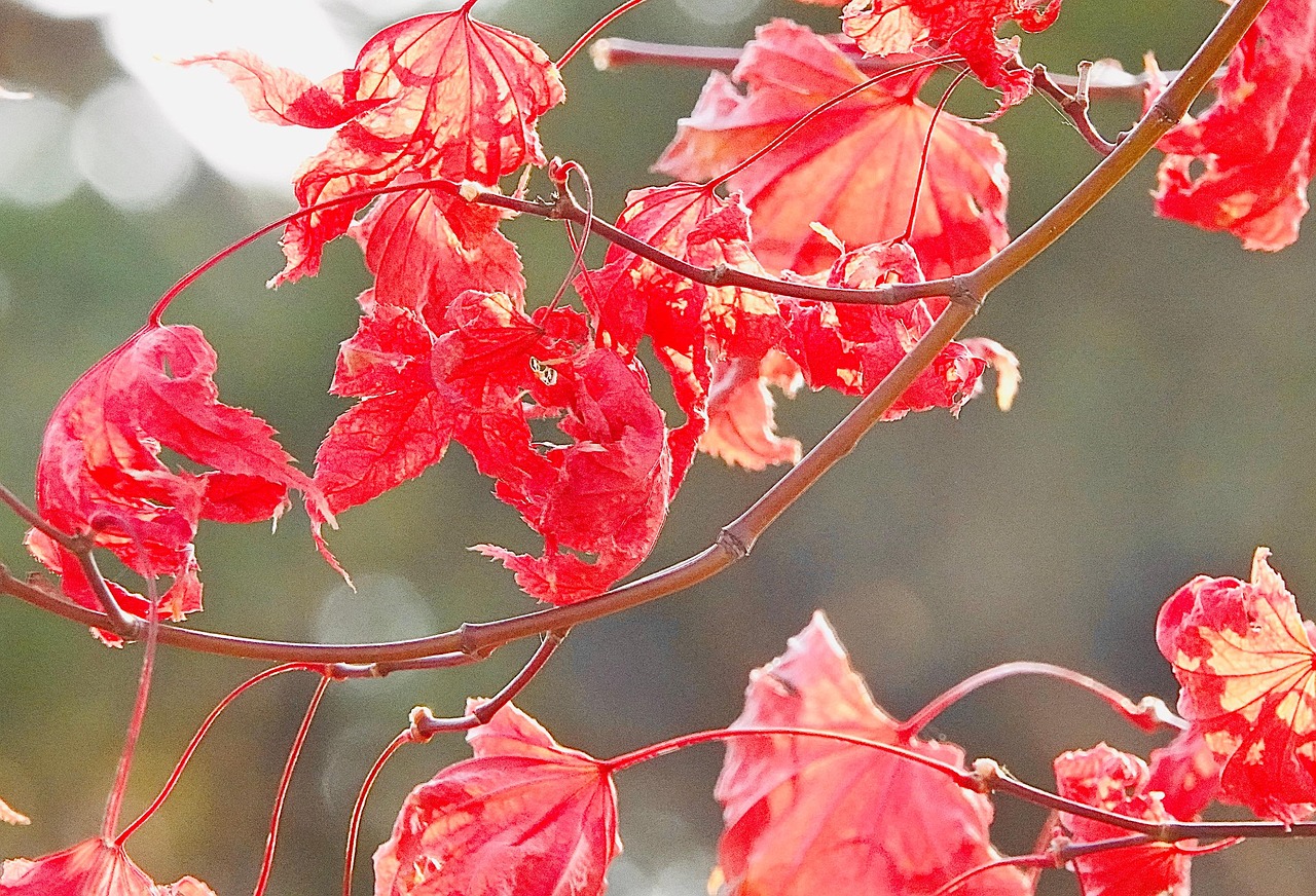 Planta Folhas Vermelhas Folha - Foto gratuita no Pixabay - Pixabay
