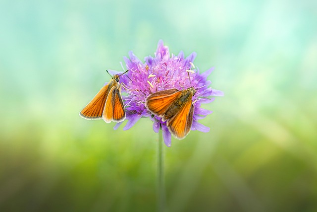 Petite Skipper Papillons Fleur - Photo gratuite sur Pixabay - Pixabay