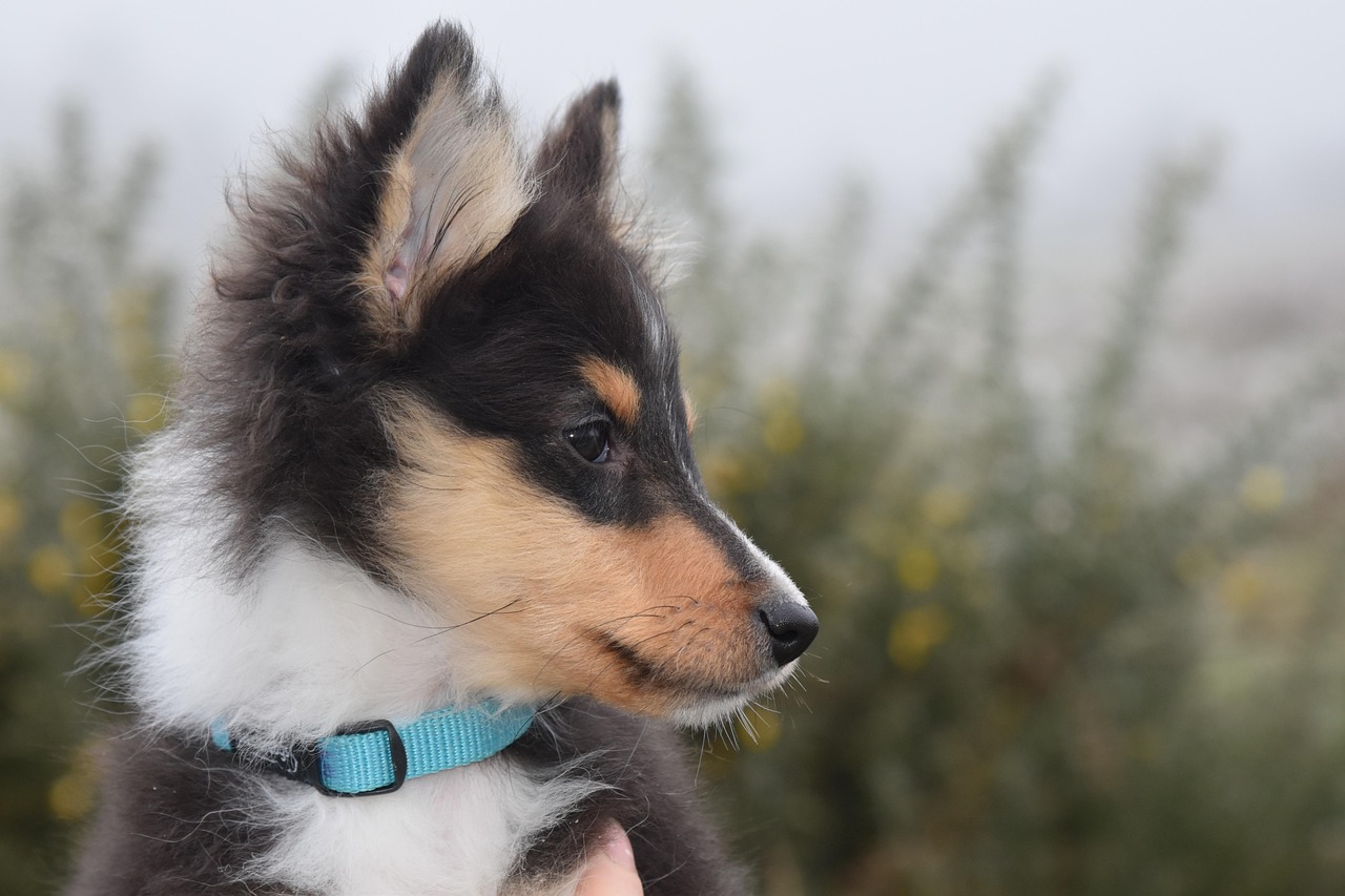 1,000+ Free Sheepdog & Shetland Sheepdog Images - Pixabay