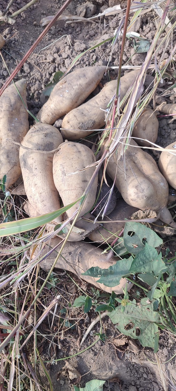 Food Potato African - Free photo on Pixabay - Pixabay