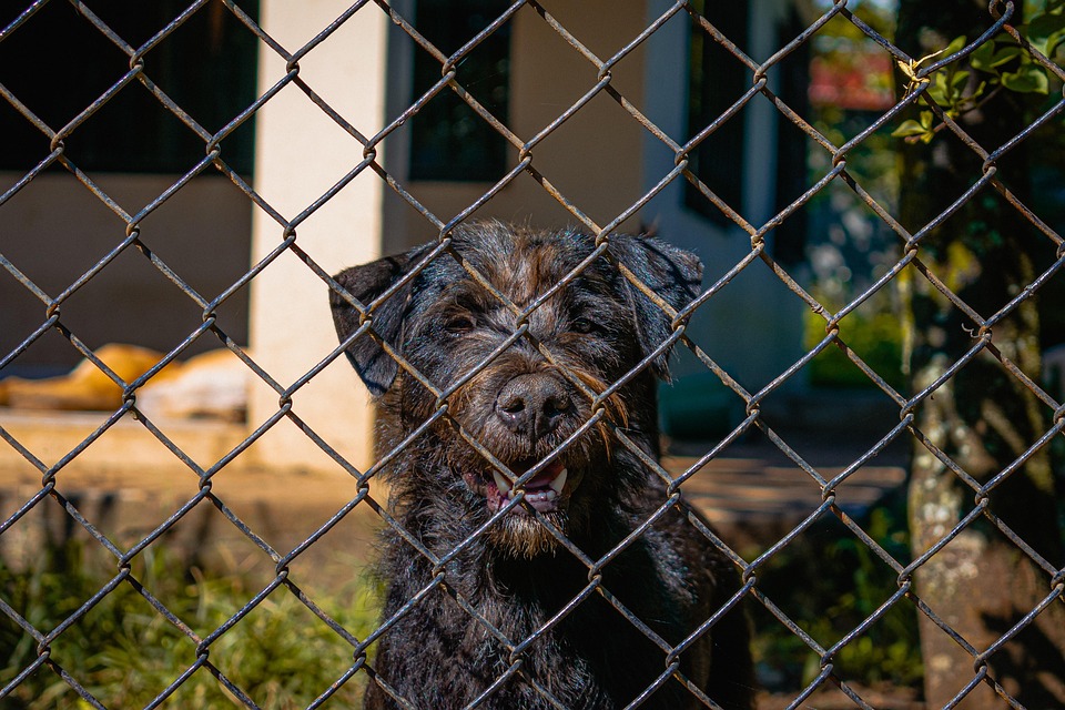 Animale Cane Canino - Foto gratis su Pixabay - Pixabay