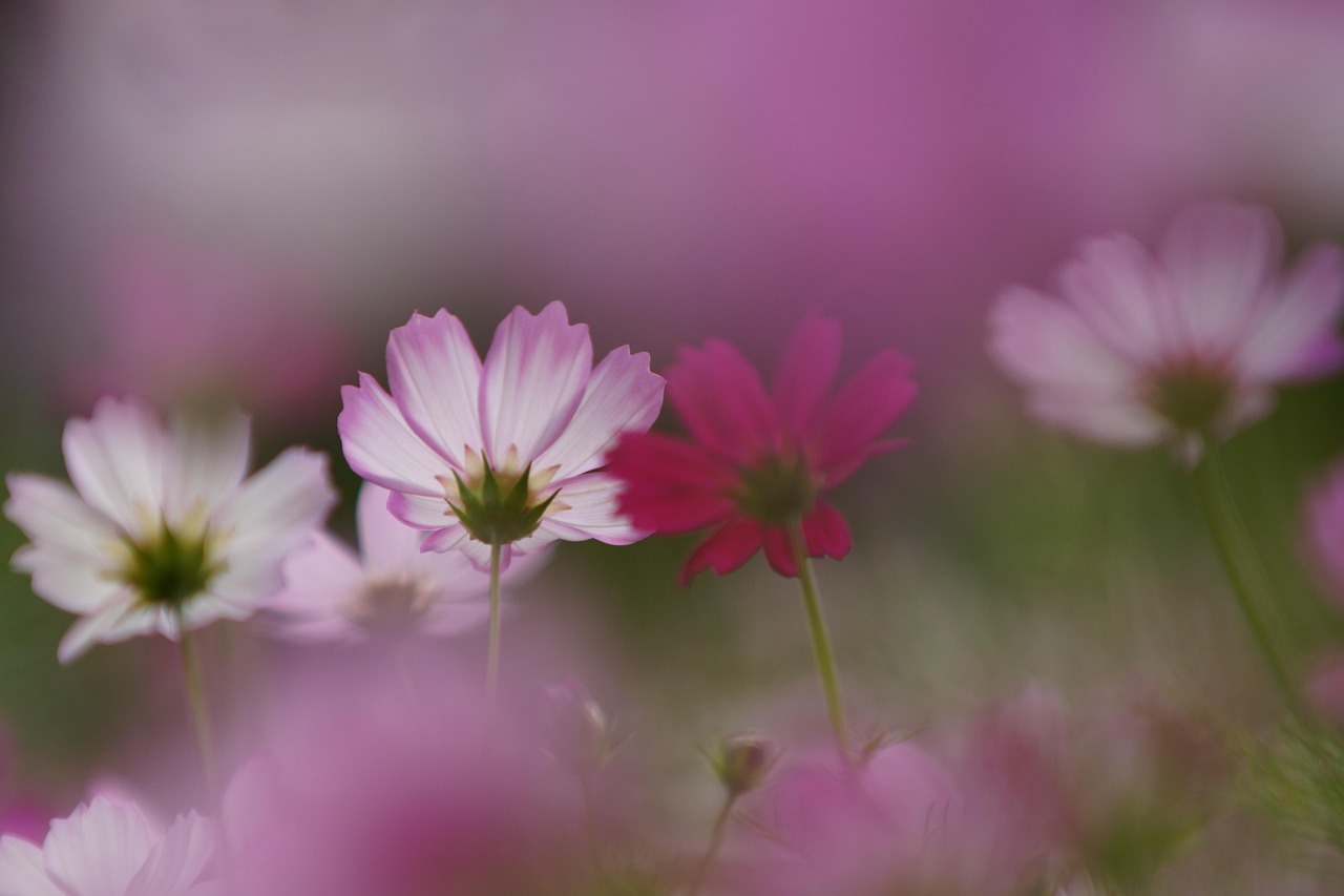 Cosmos Flowers Bloom - Free photo on Pixabay