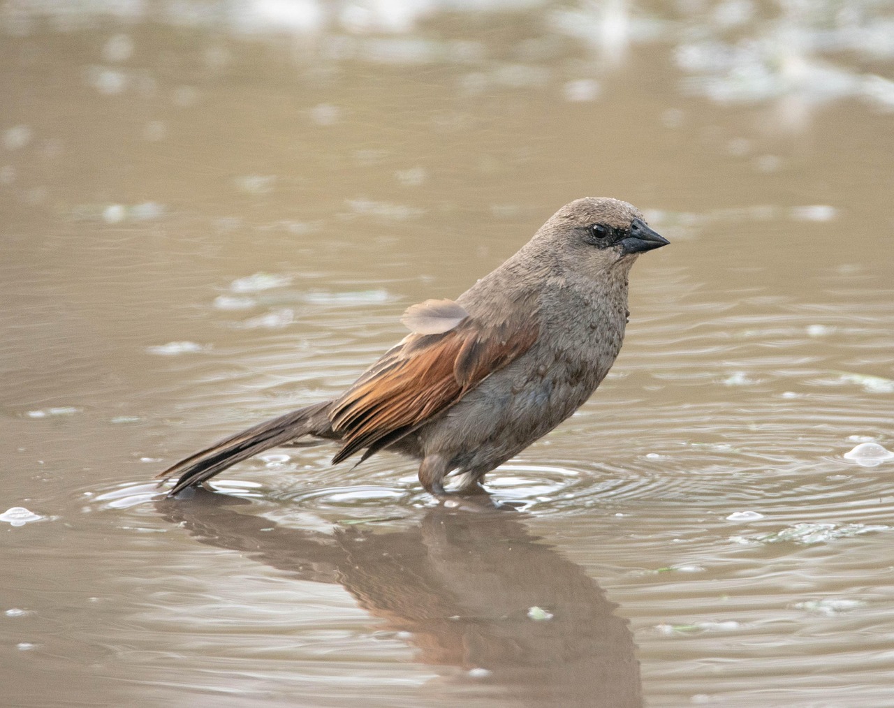 Bird Ornithology Species - Free photo on Pixabay - Pixabay