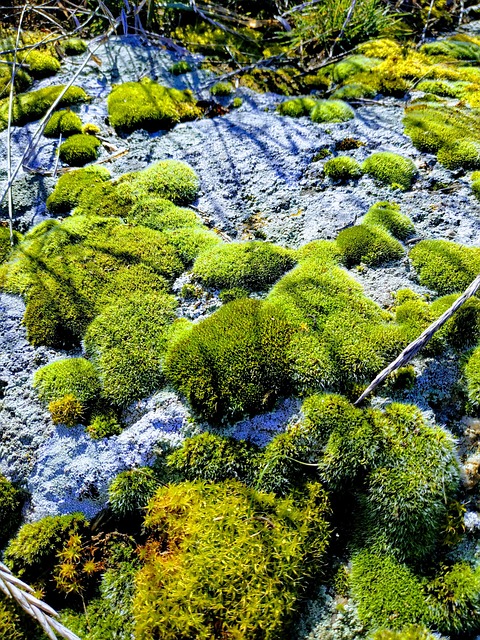 Mousse Forêt La Nature - Photo gratuite sur Pixabay - Pixabay