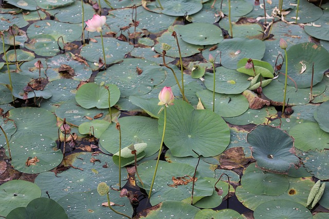 Lotus Blumen Teich - Kostenloses Foto auf Pixabay - Pixabay