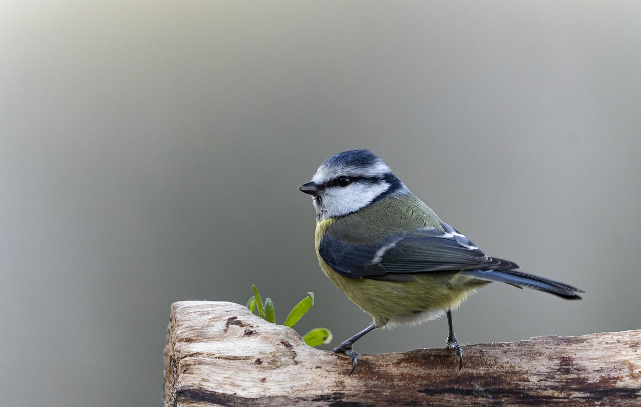 Blue Tit Bird Animal - Free photo on Pixabay - Pixabay