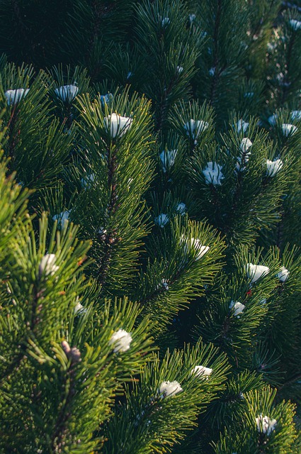 Conifer Tree Winter Nature - Free photo on Pixabay