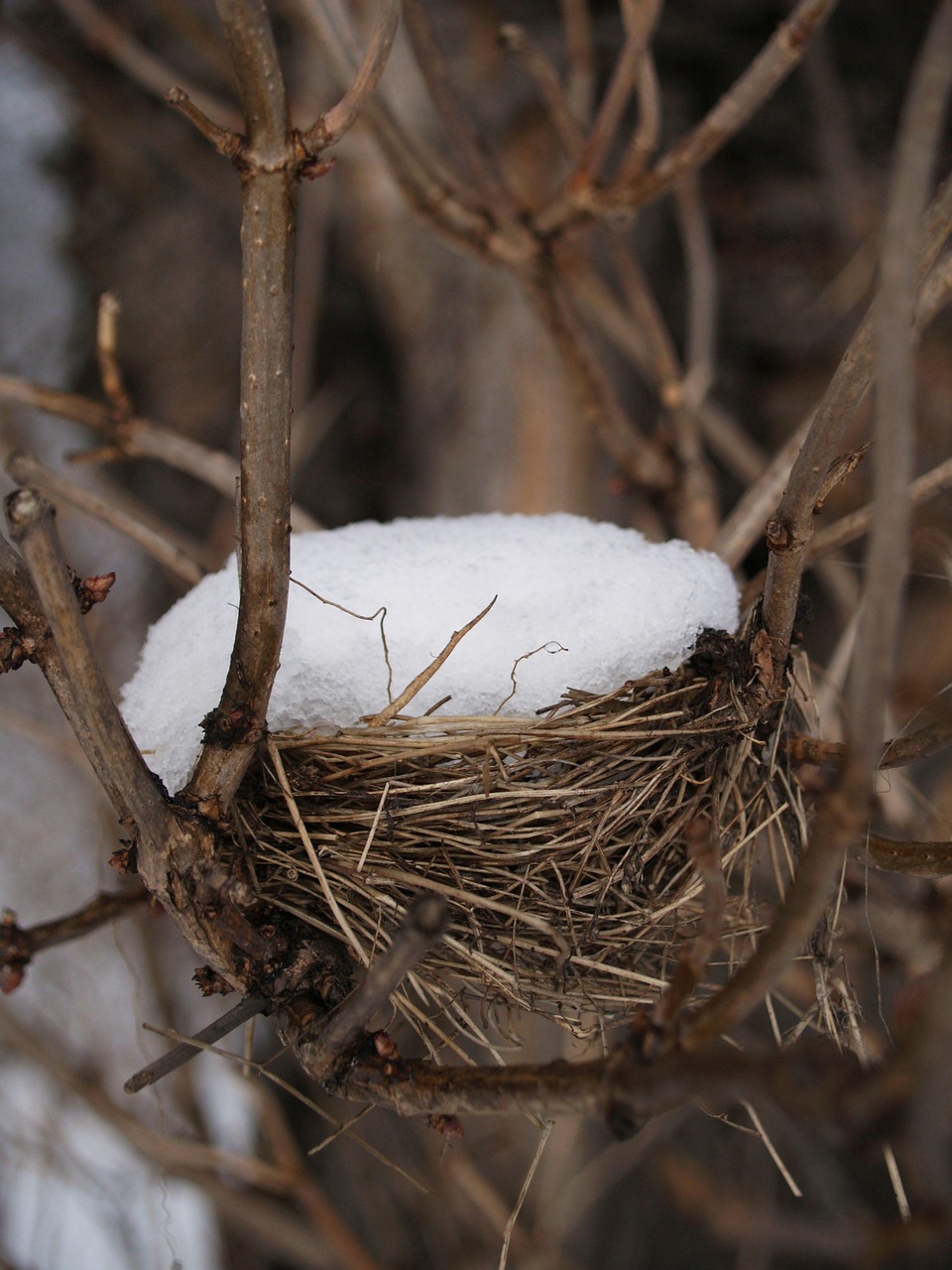 Winter Nest Schnee - Kostenloses Foto auf Pixabay - Pixabay