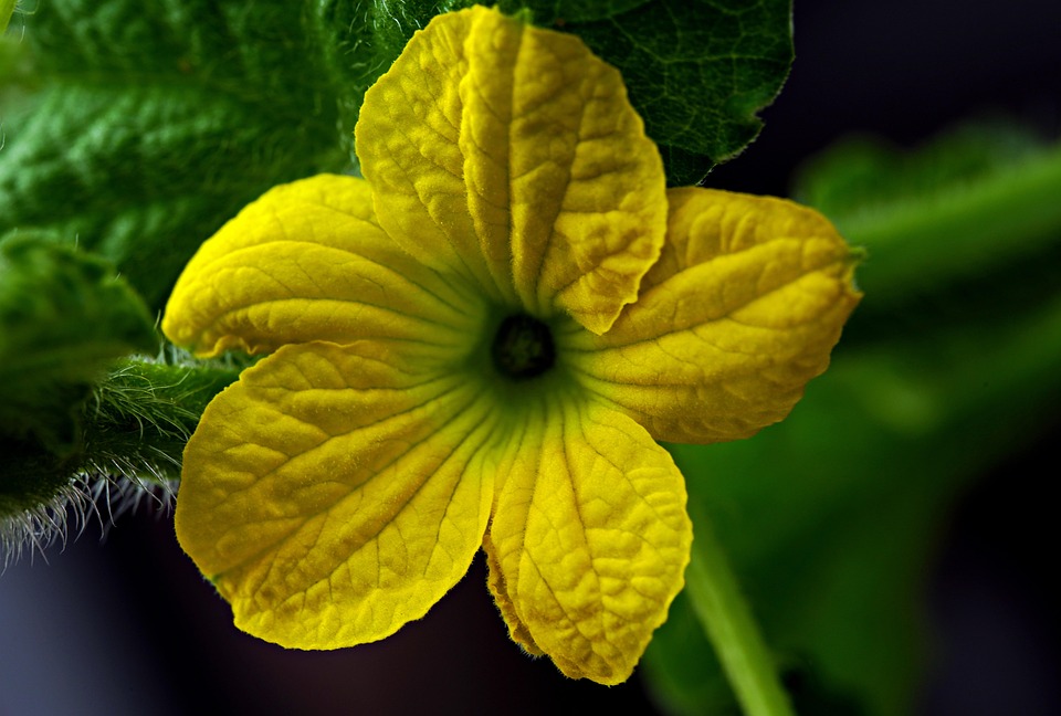 Flor De Melão Amarela - Foto gratuita no Pixabay - Pixabay