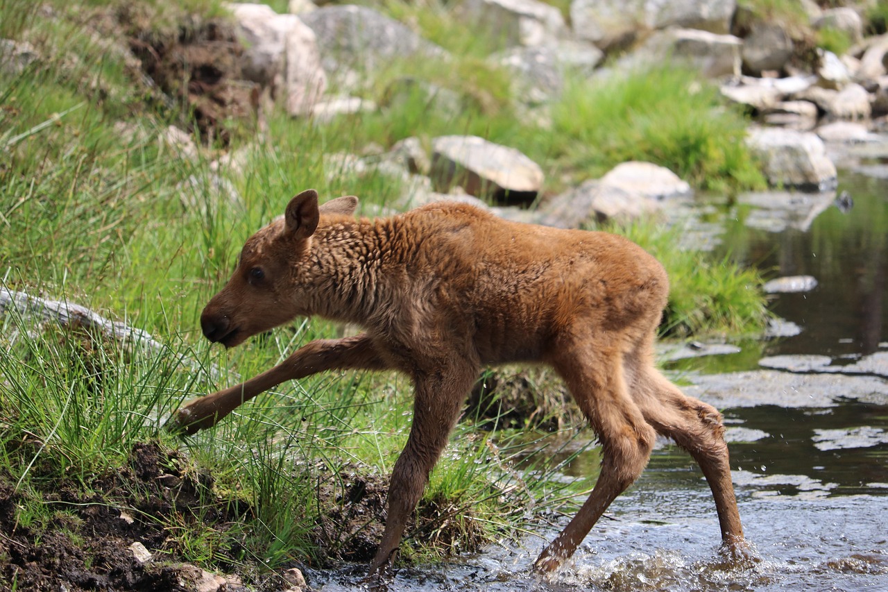 Animal Moose Mammal - Free photo on Pixabay - Pixabay