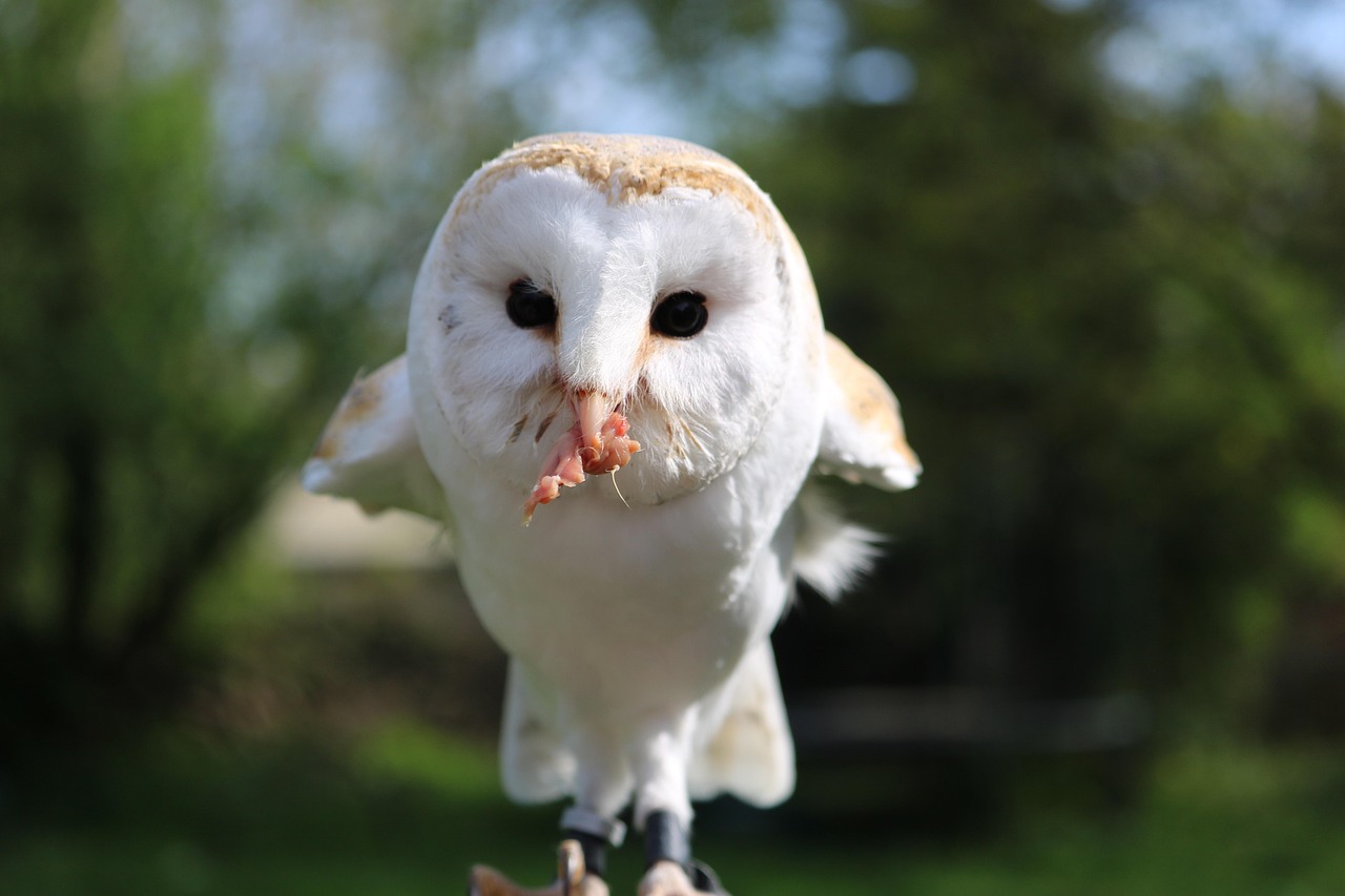 Barn Owl Bird - Free photo on Pixabay - Pixabay