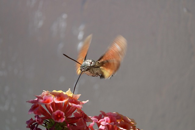 Hummingbird Hawk-Moth Insect - Free photo on Pixabay - Pixabay