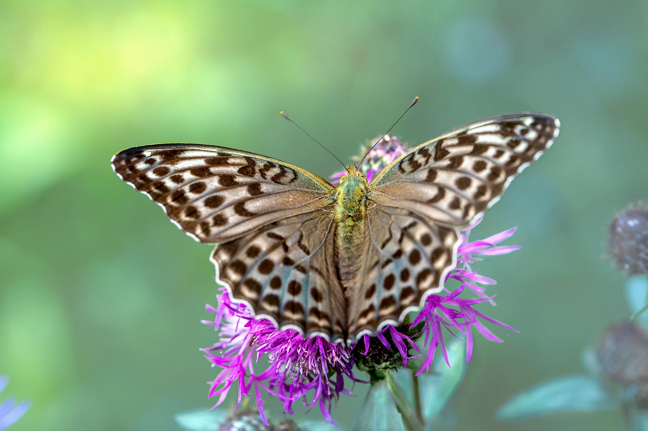 Insect Butterfly Entomology - Free photo on Pixabay - Pixabay