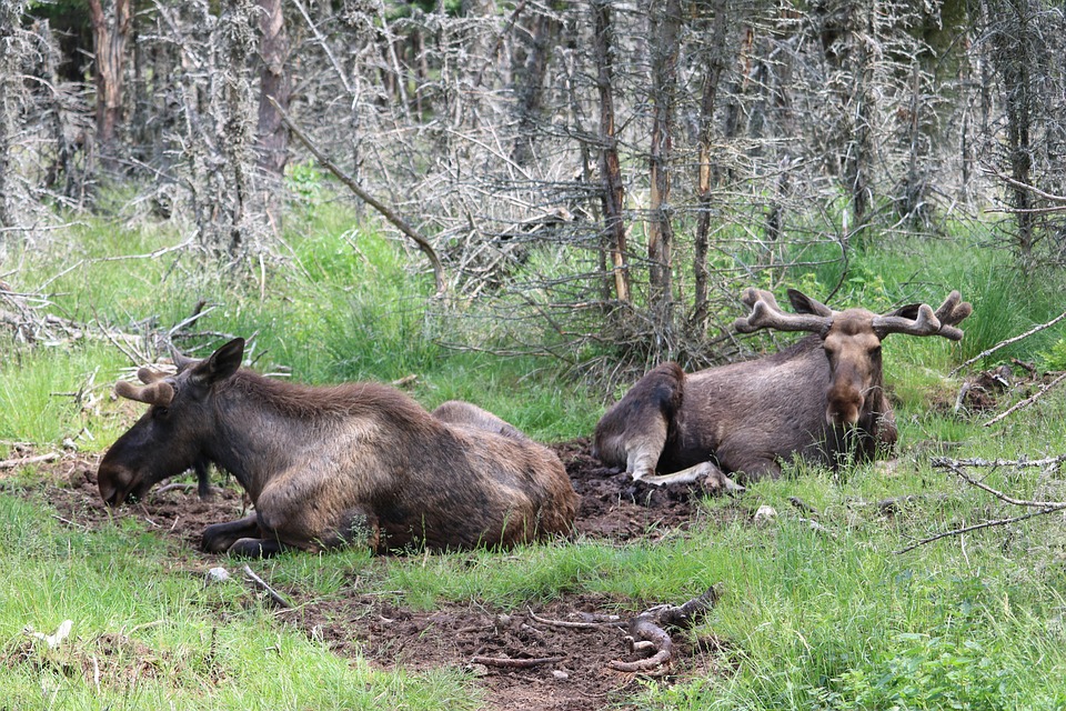 Moose Animals Forest - Free photo on Pixabay