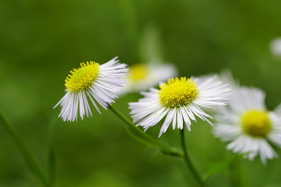 Fleurs Bloom Botanique - Photo gratuite sur Pixabay
