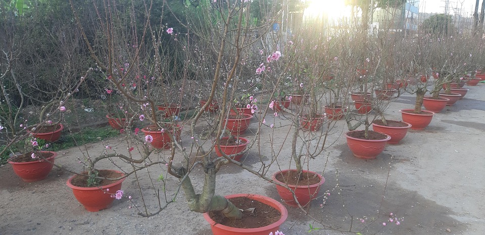 Tet Peach Tree Spring Purple - Free photo on Pixabay - Pixabay