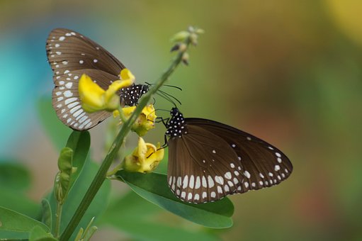 1+ Free Butterfles & Plant Photos - Pixabay