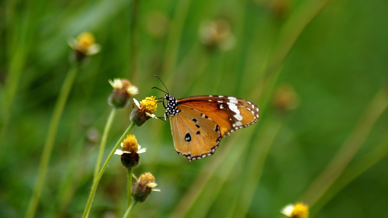 Insect Butterfly Entomology - Free photo on Pixabay - Pixabay