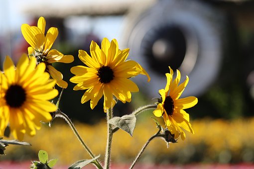 1+ Free Paradox Sunflower & Flowers Images - Pixabay