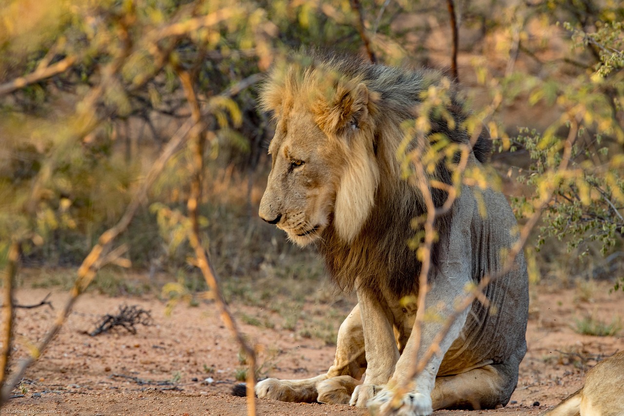 Lion Animal Mammal Male - Free photo on Pixabay - Pixabay
