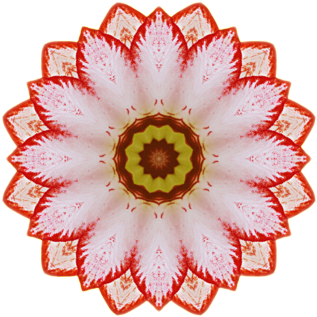 Download Flower Blossom Bloom Royalty-Free Vector Graphic - Pixabay