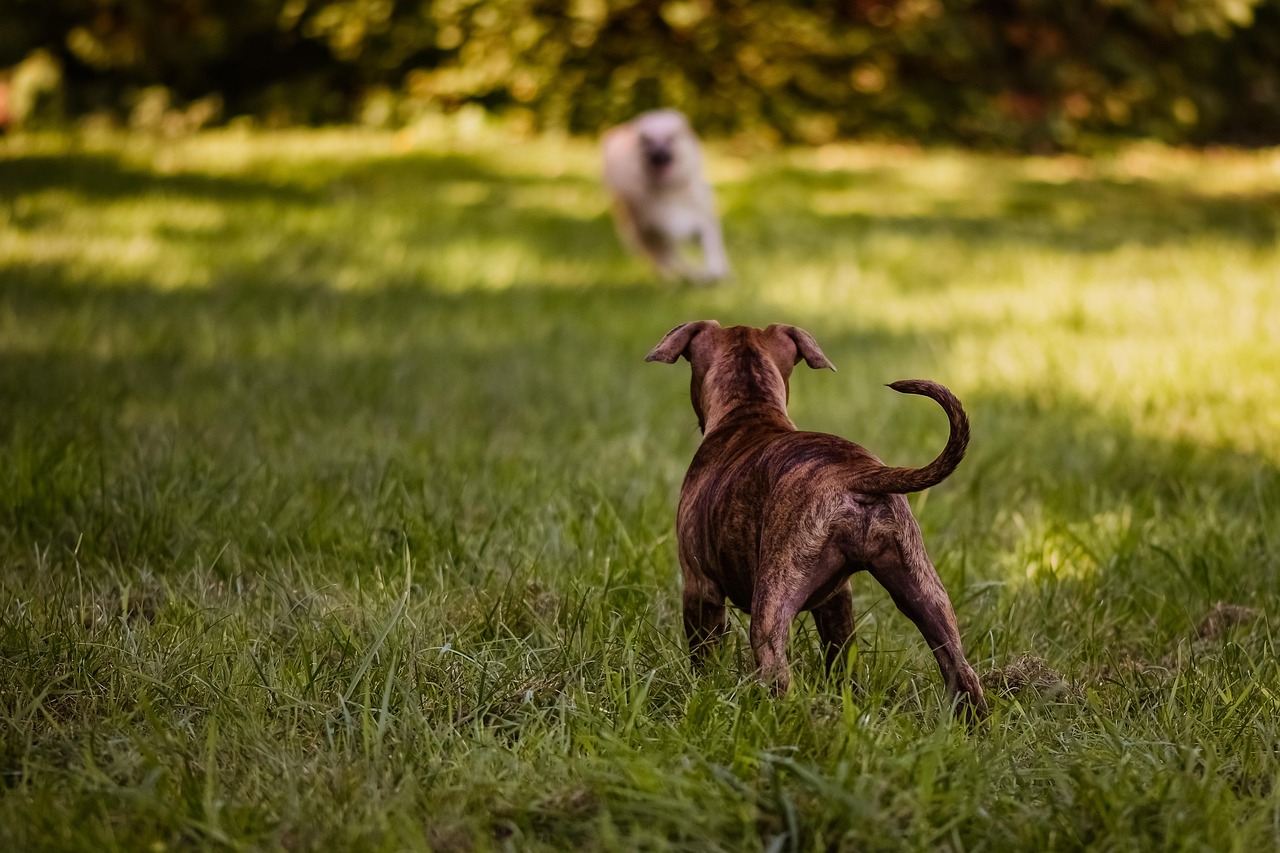 Perro Jugar Campo - Foto gratis en Pixabay - Pixabay