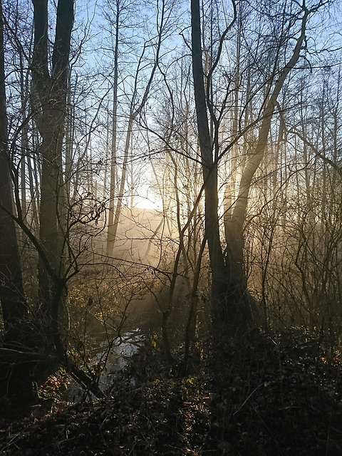 Forêt Des Arbres Soleil Dans La - Photo gratuite sur Pixabay - Pixabay