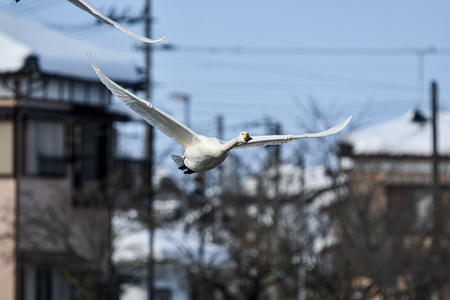 Cisne Ave Volando Pájaro - Foto gratis en Pixabay - Pixabay