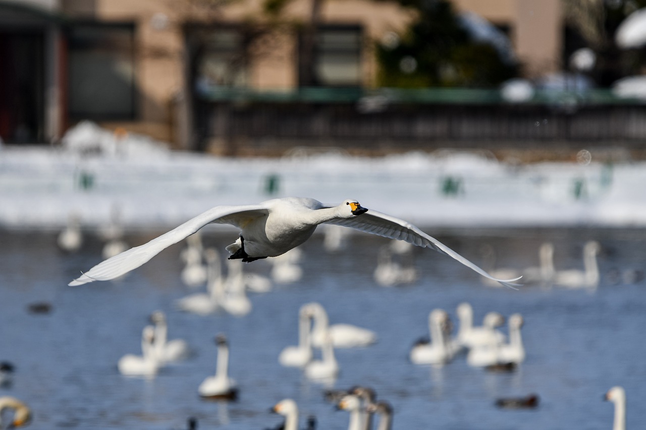 Swan Flying Bird - Free photo on Pixabay - Pixabay